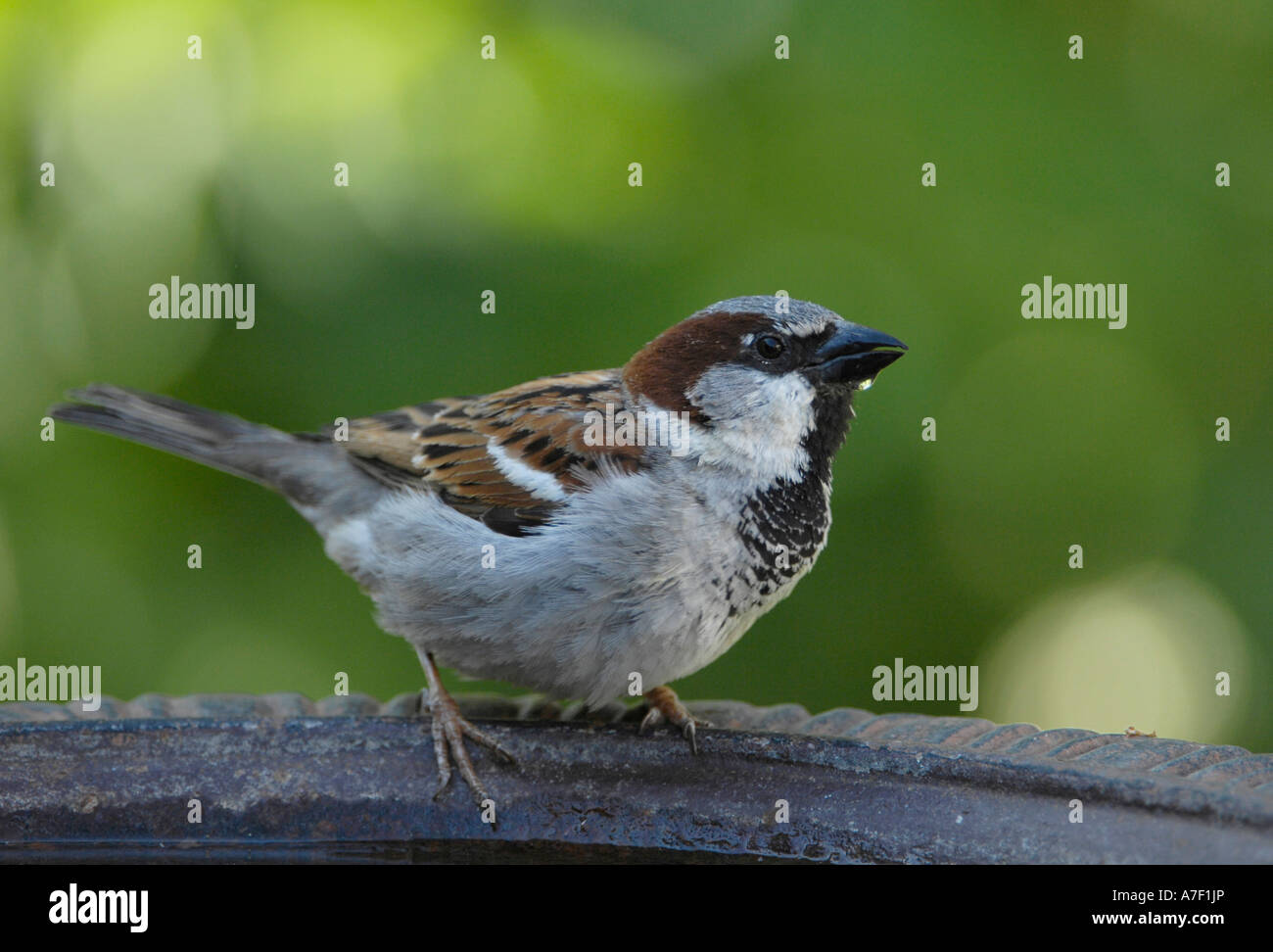 Sparrow (passer domesticus) drinking water Stock Photo - Alamy