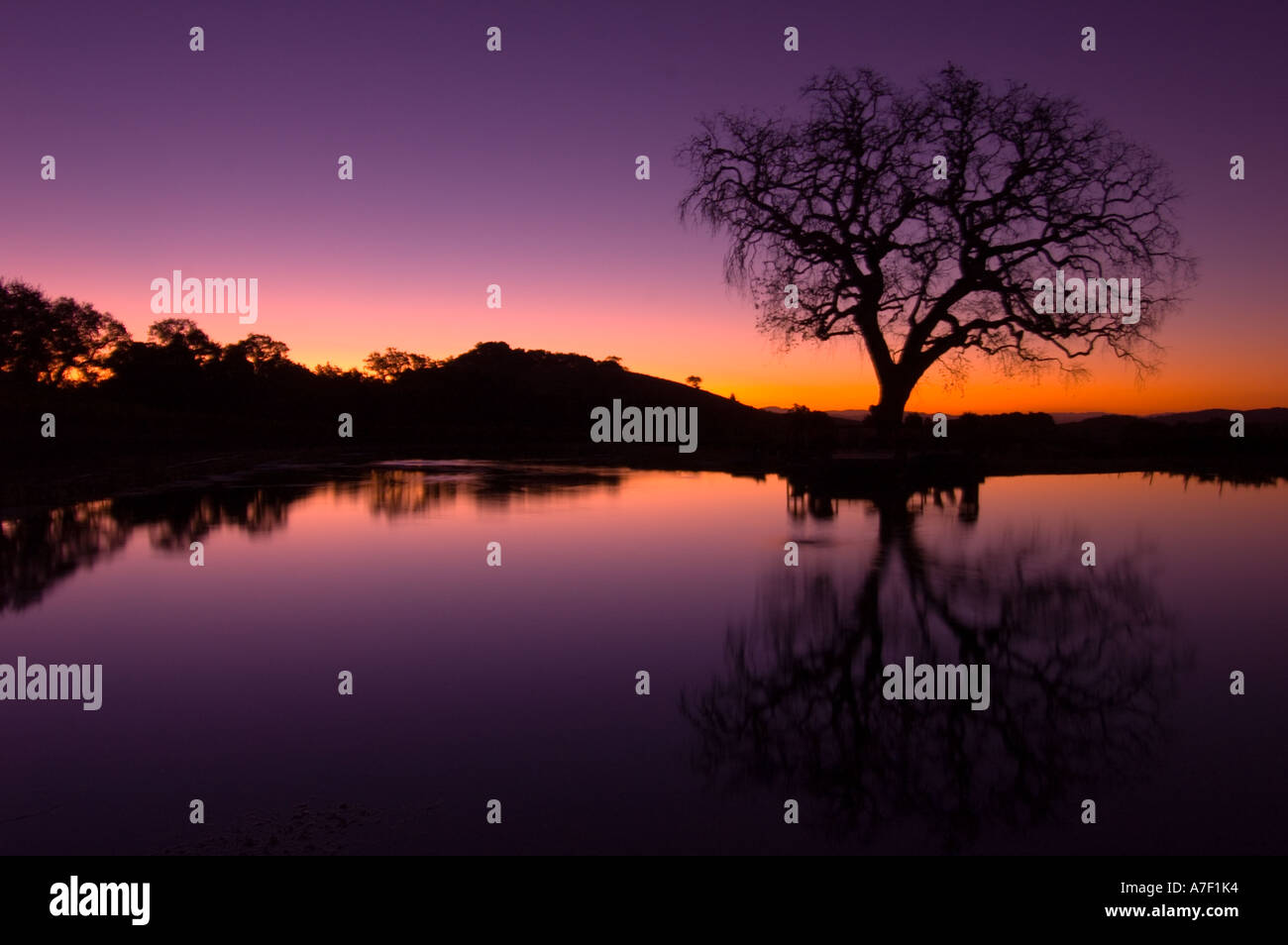 Lake Oak Tree Sunrise Stock Photo - Alamy