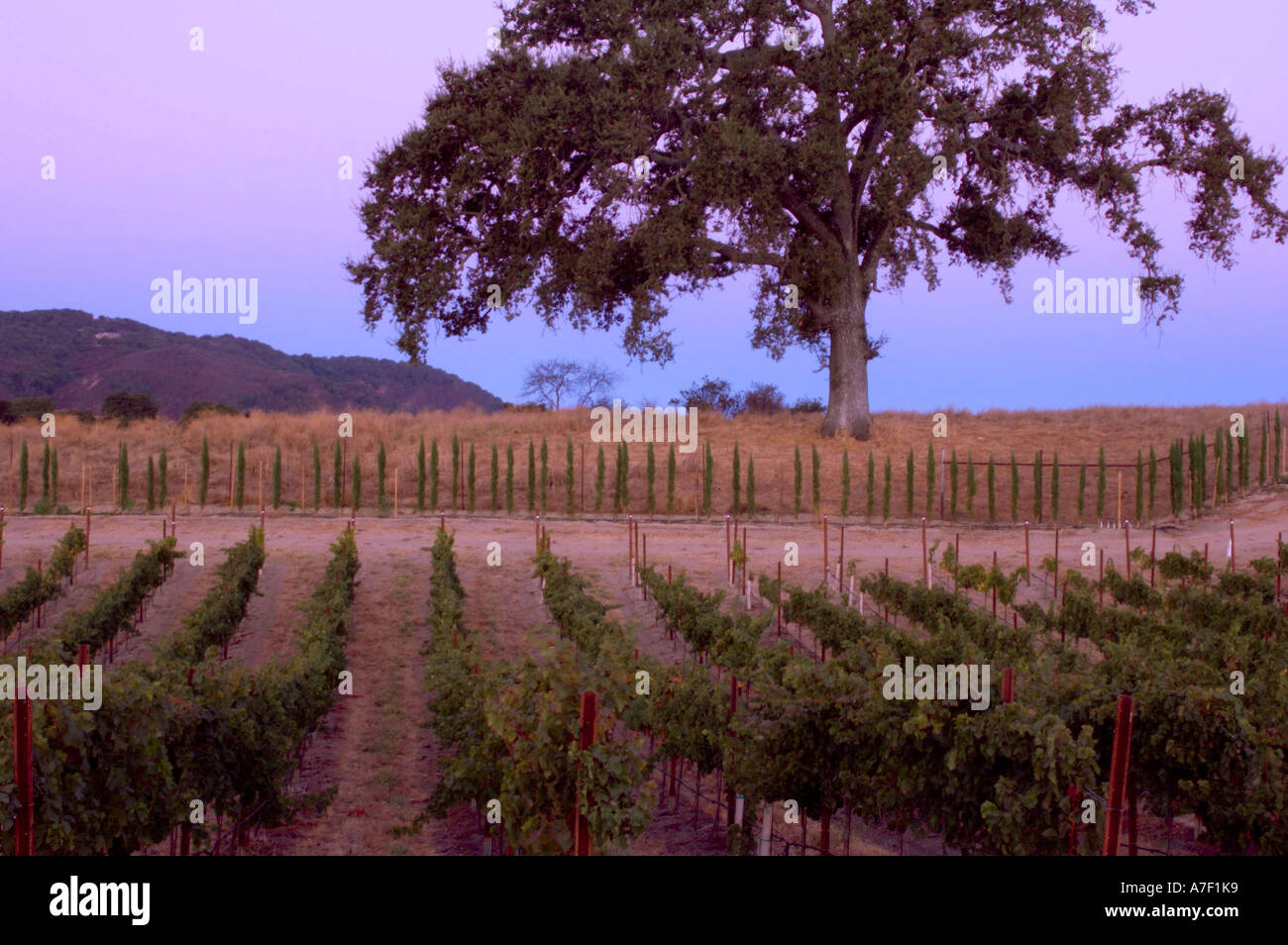 Rows grape vines oak tree hi-res stock photography and images - Alamy
