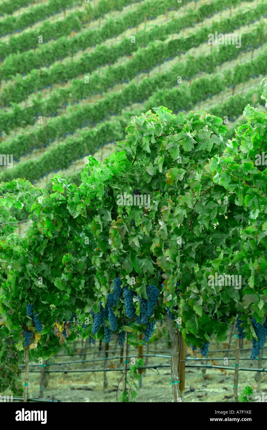 Ripe Grapes Ready For Harvest Hanging On Rows Of Grapevines Stock Photo ...