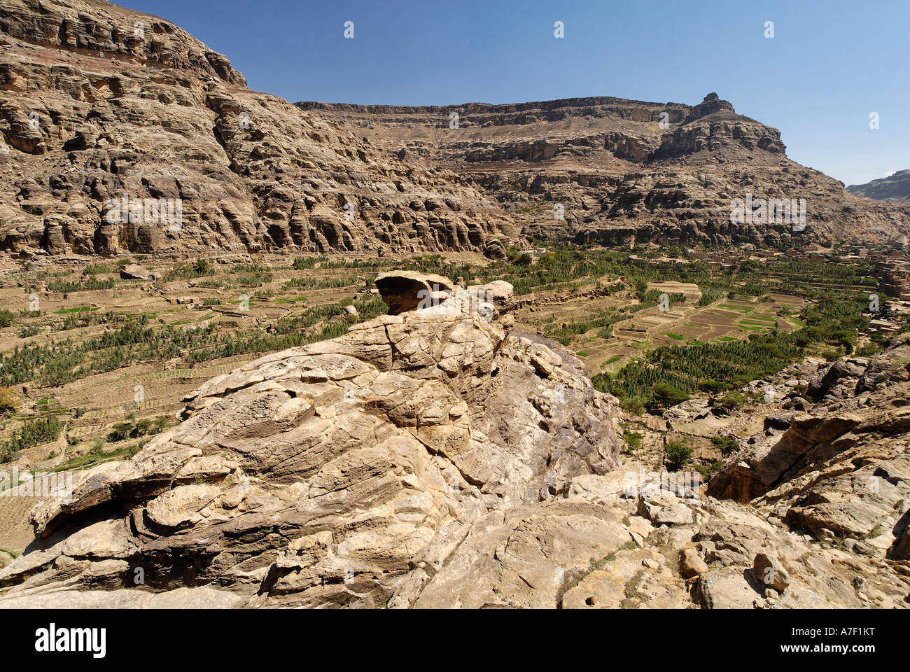 Qat plantation in the jemenian mountains, Yemen Stock Photo - Alamy