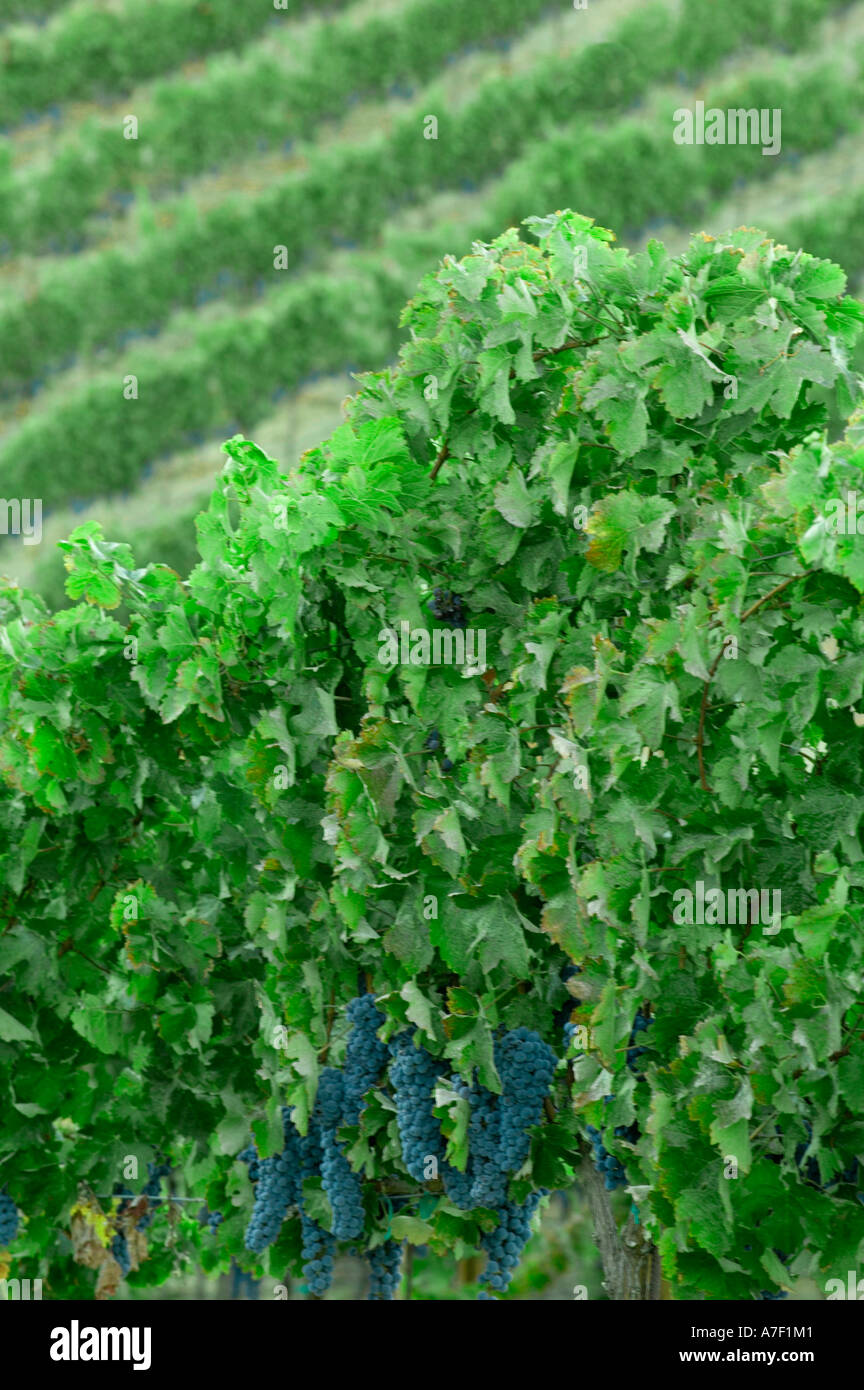 Ripe Grapes Ready For Harvest Hanging On Rows Of Grapevines Stock Photo ...