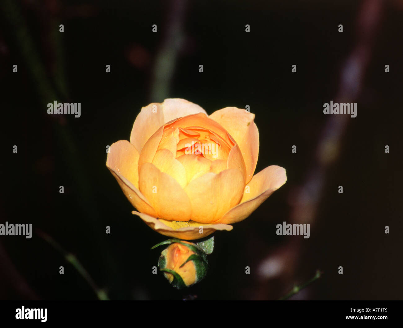 Wee Cracker rose Stock Photo - Alamy