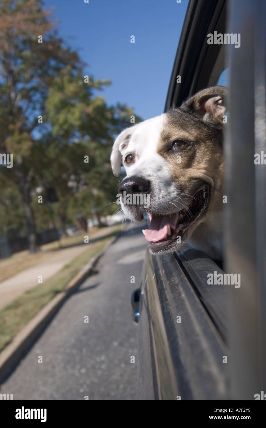 Interesting Dog Sticking Head Out Window Images