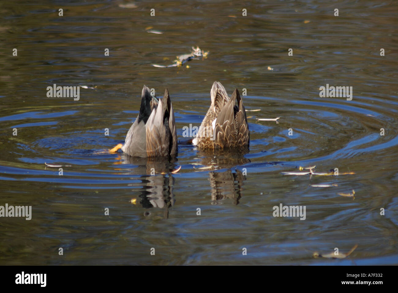 Ducks bottom feeding in Lake Washington at the UW Arboretum Seattle ...