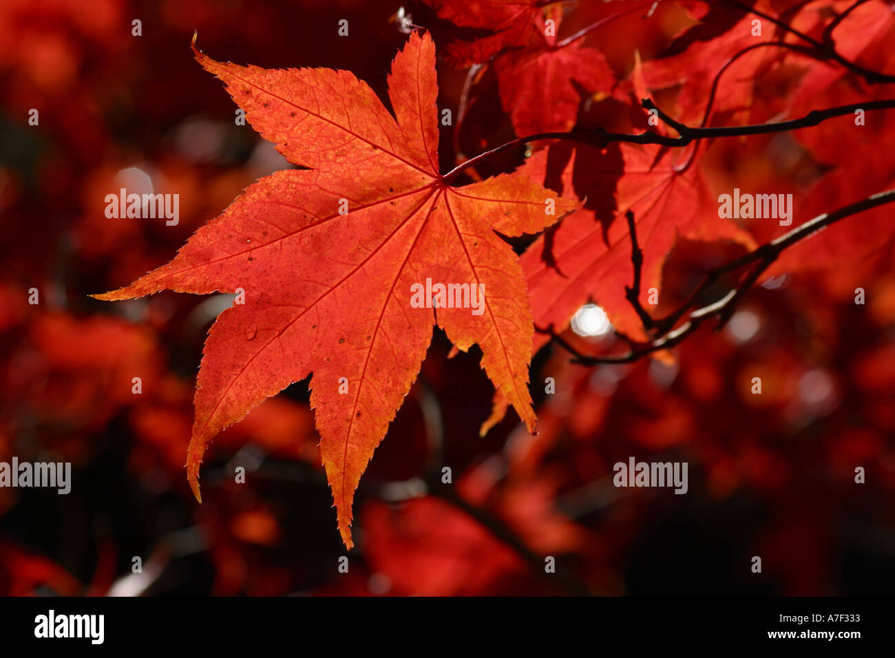 Maple tree with fall color in intense red UW Arboretum Seattle ...