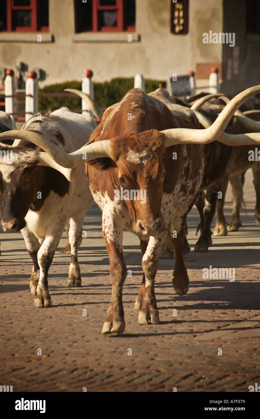 Longhorn steers hi-res stock photography and images - Alamy