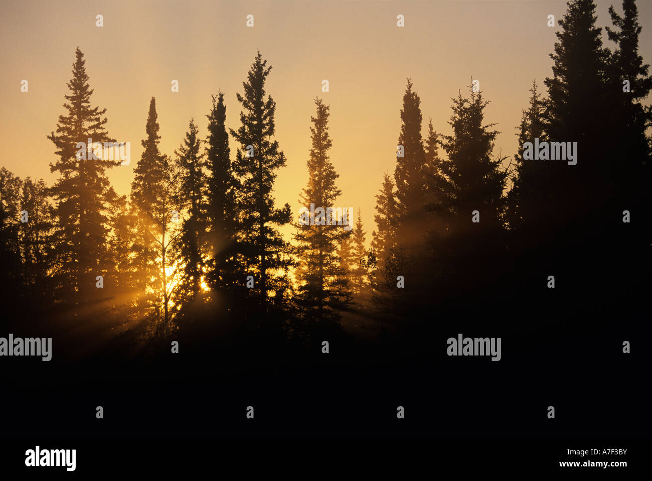 USA Alaska Setting midnight sun lights black spruce forest along Alaska ...