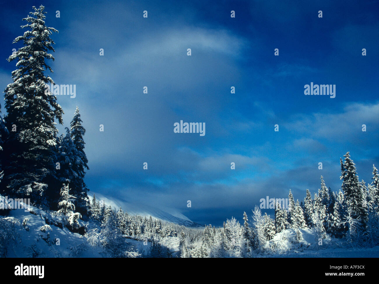 USA Alaska Chugach National Forest Winter sun lights black spruce ...