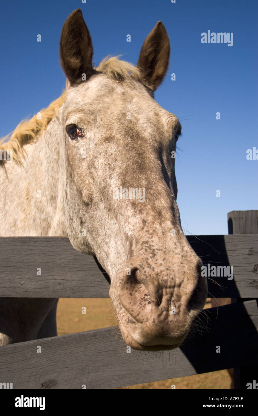 Stock photo of unique horse peering over wooden fence Stock Photo - Alamy