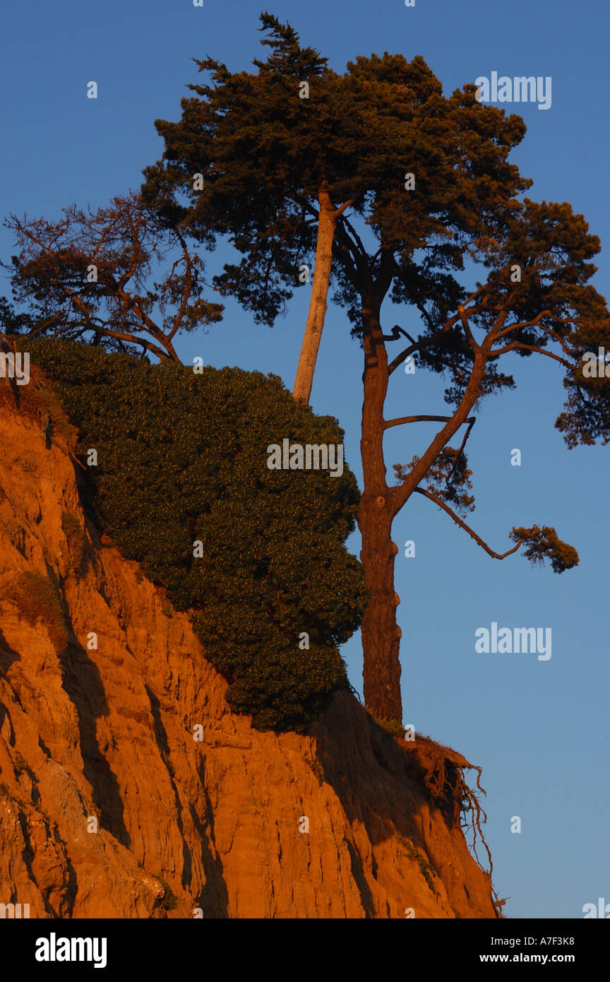 Tree on Cliff Stock Photo - Alamy