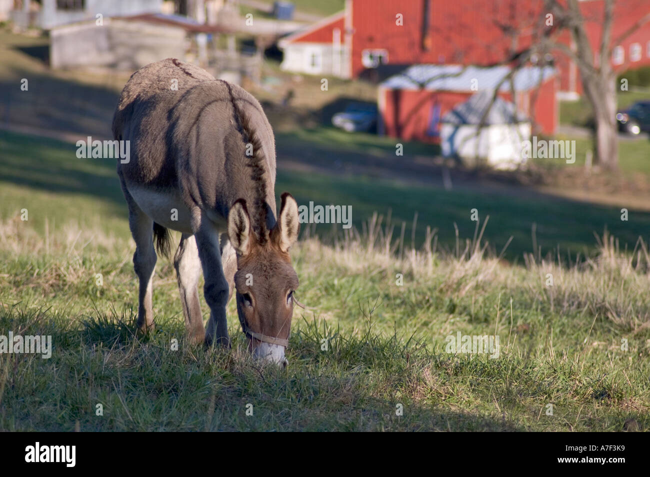 Stock photo of adorable donkey grazing in a field with red farmhouse in ...