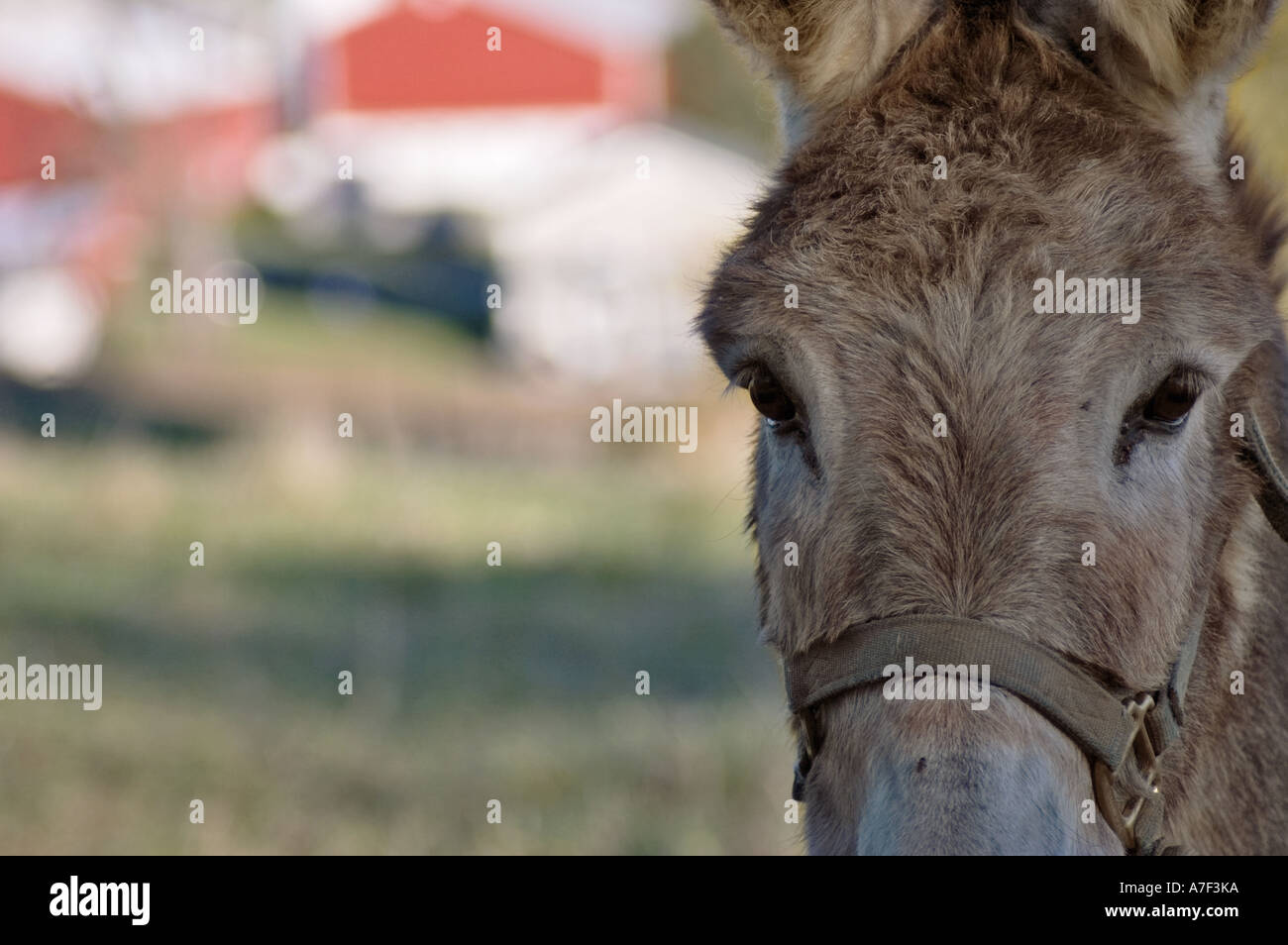 Stock photo of adorable donkey s face closeup with a red farmhouse ...