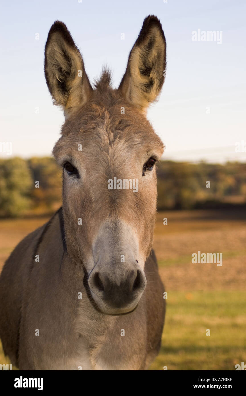 Stock photo of adorable donkey s face closeup with farmland visible in ...
