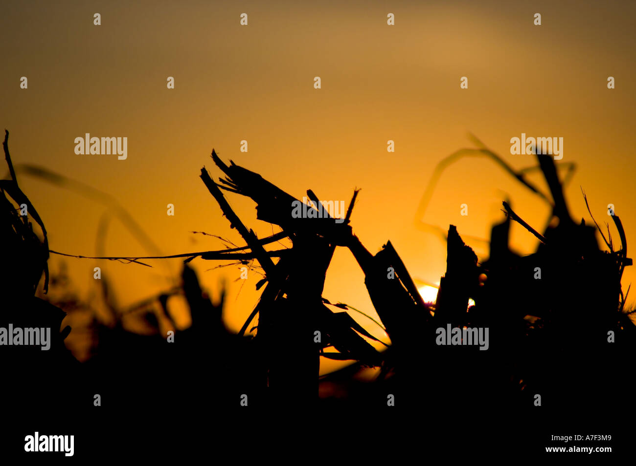 Stock photo of harvested corn field in autumn during sunset The corn ...