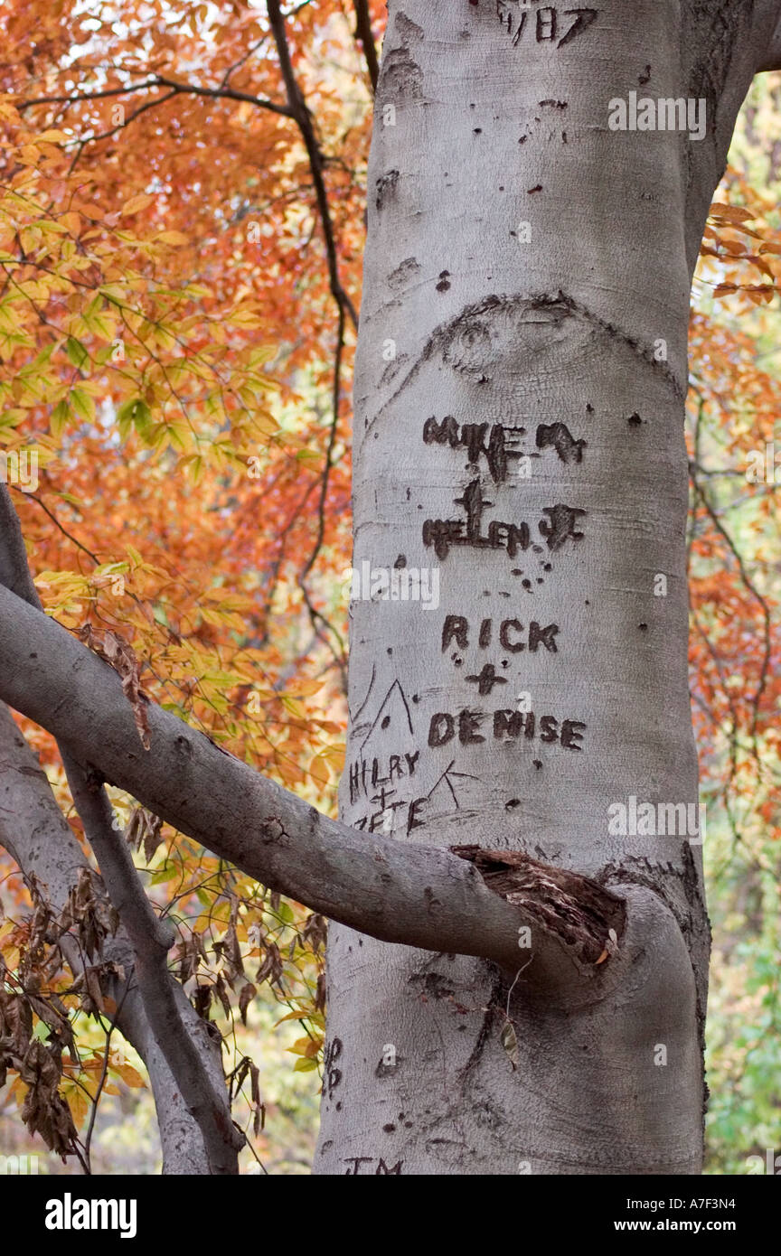 Stock photo of first names Mike Helen Rick Denise carved in tree trunk ...