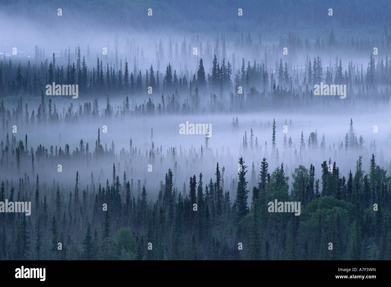 USA Alaska Mist fills forest south of Wiseman near Alaskas Brooks Range ...