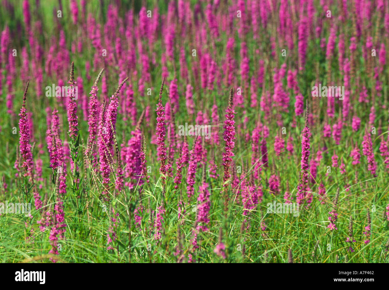 Blooming tall purple pink flowers in a field with long grass Stock ...