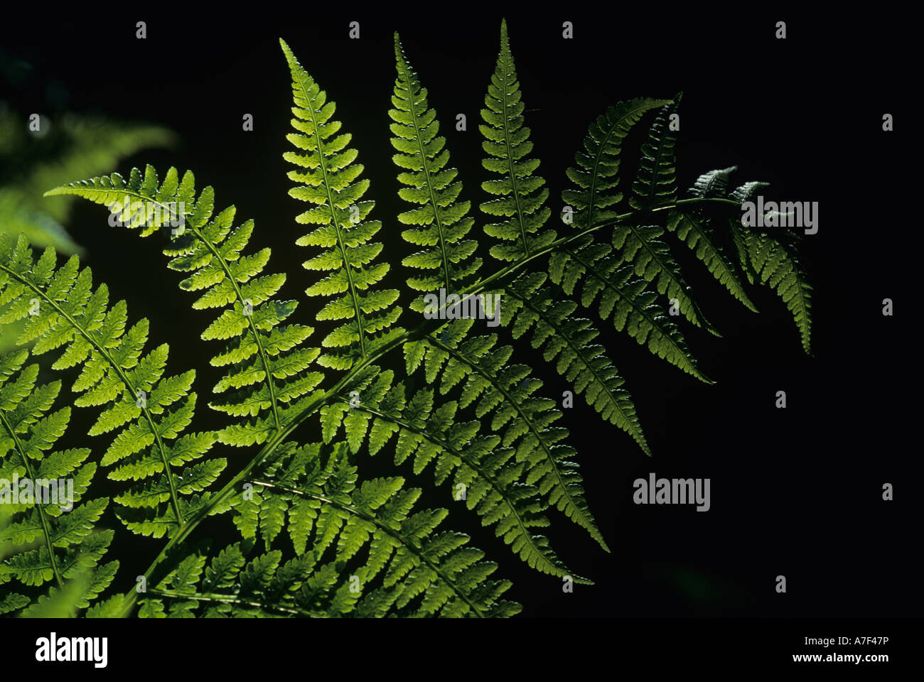 USA Alaska Summer sun lights fern in old growth rainforest near Chiniak ...
