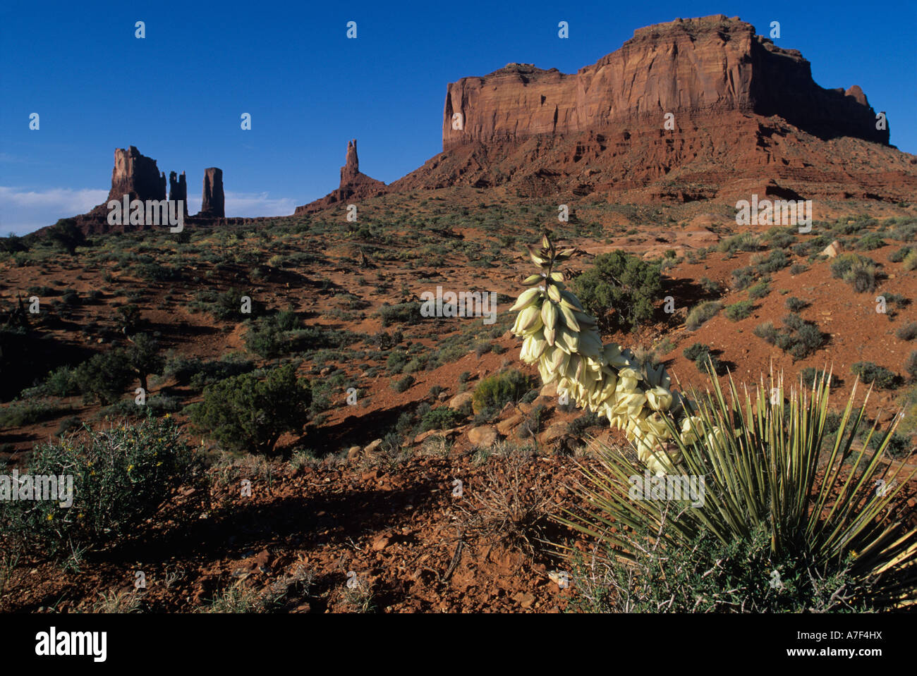 USA Arizona Monument Valley Navajo Tribal Park Yucca plant and ...