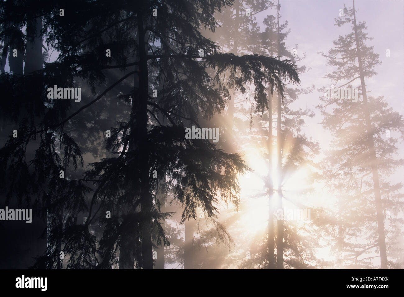 USA California Redwoods National Park Early morning sun lights fog ...