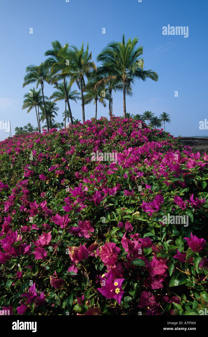 USA Hawaii Big Island Tropical flowers grow in black lava fields along ...