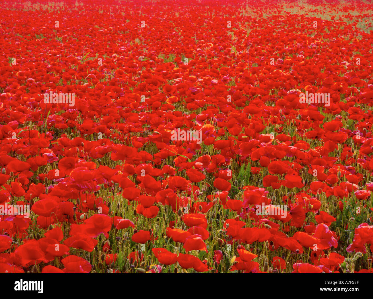 Poppyland cromer hi-res stock photography and images - Alamy