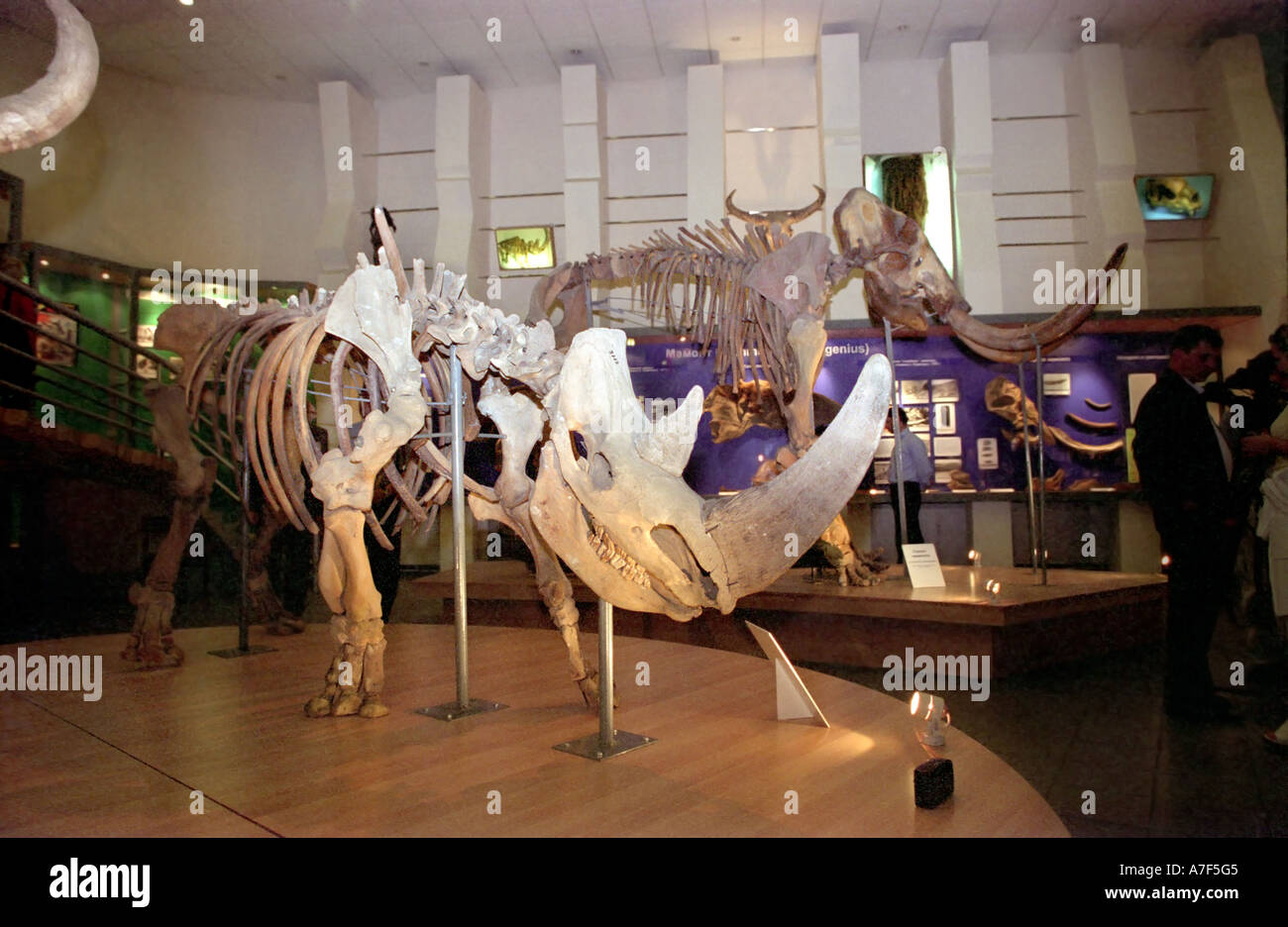 Fossil (ancient) rhinoceros skeleton Stock Photo - Alamy