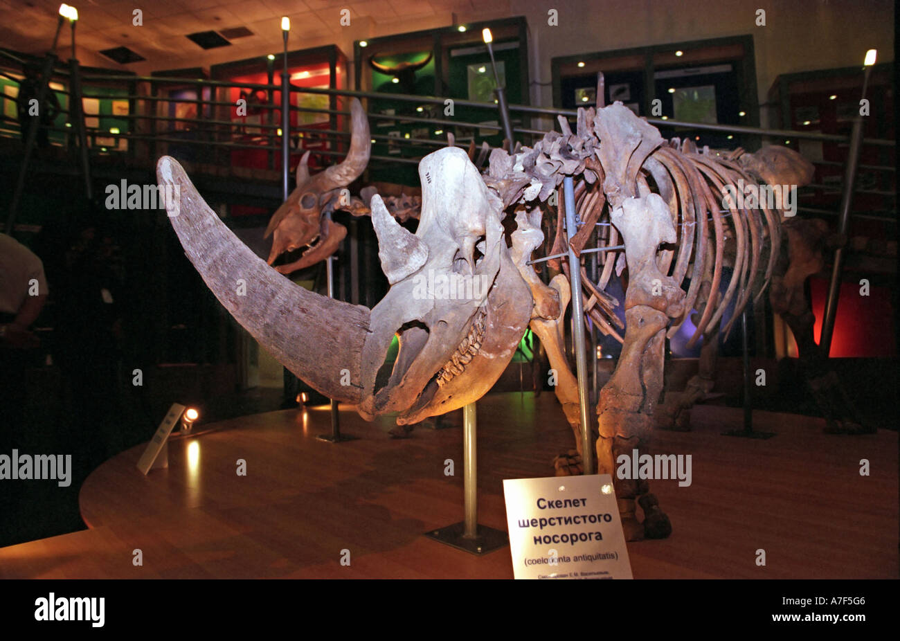 Fossil (ancient) rhinoceros skeleton Stock Photo - Alamy