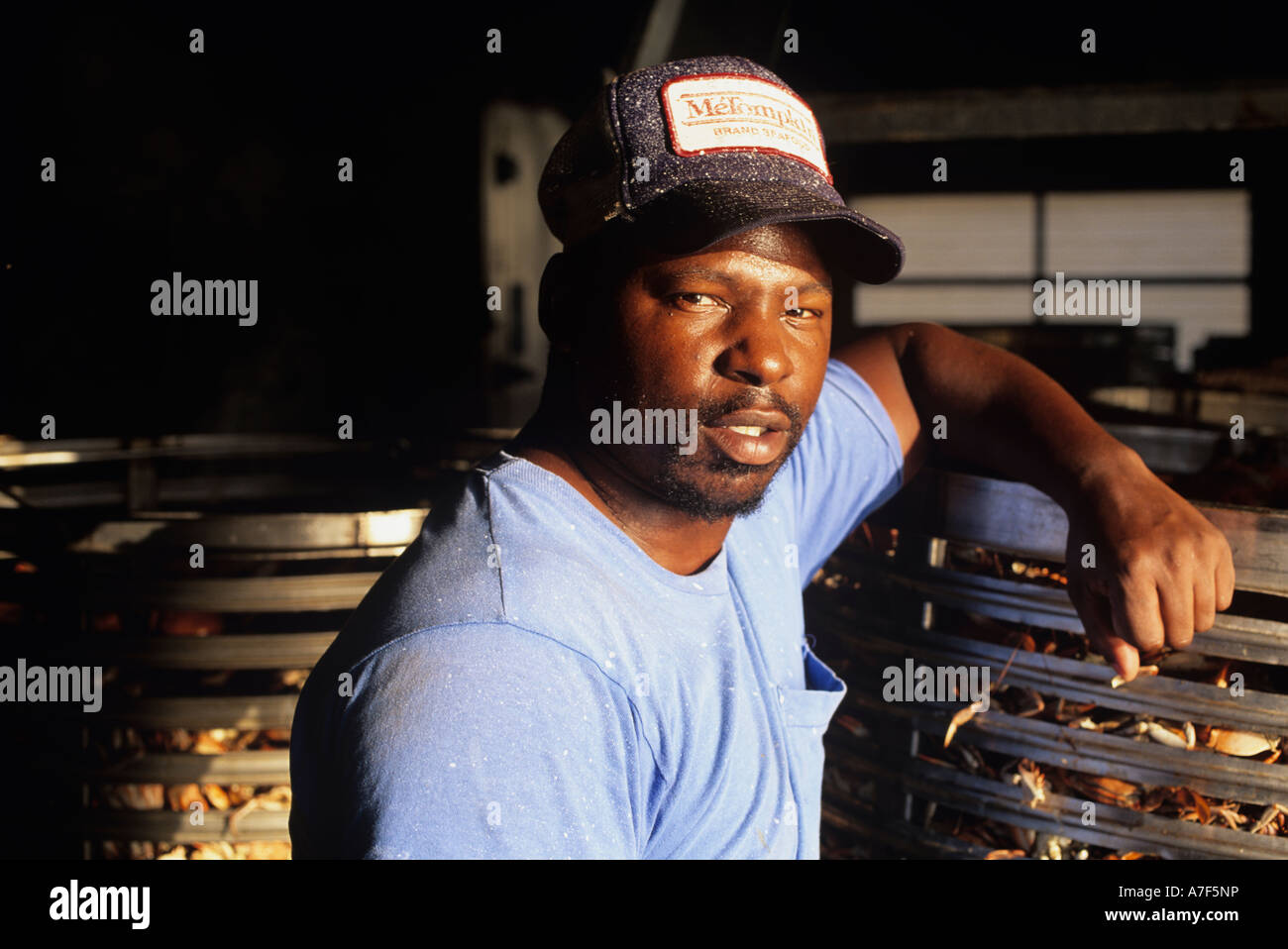 USA Maryland Crisfield MR Ronnie Ward steams crabs at MeTompkin Seafood ...