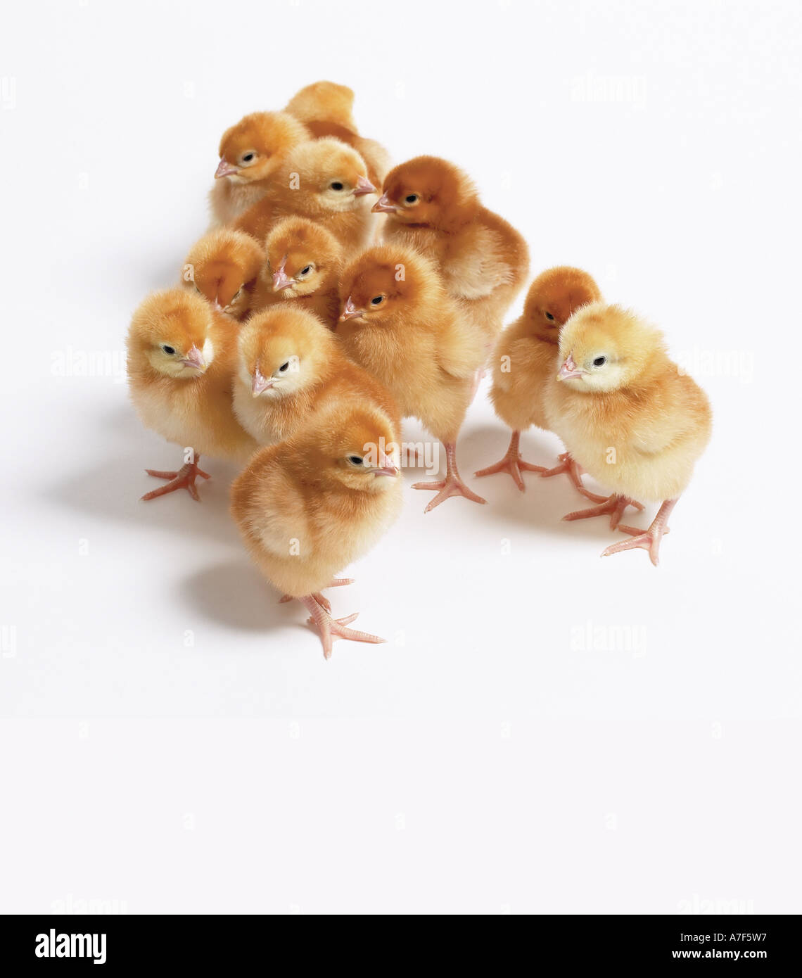 A shot of a group of day old chicks shot on a white background Stock ...