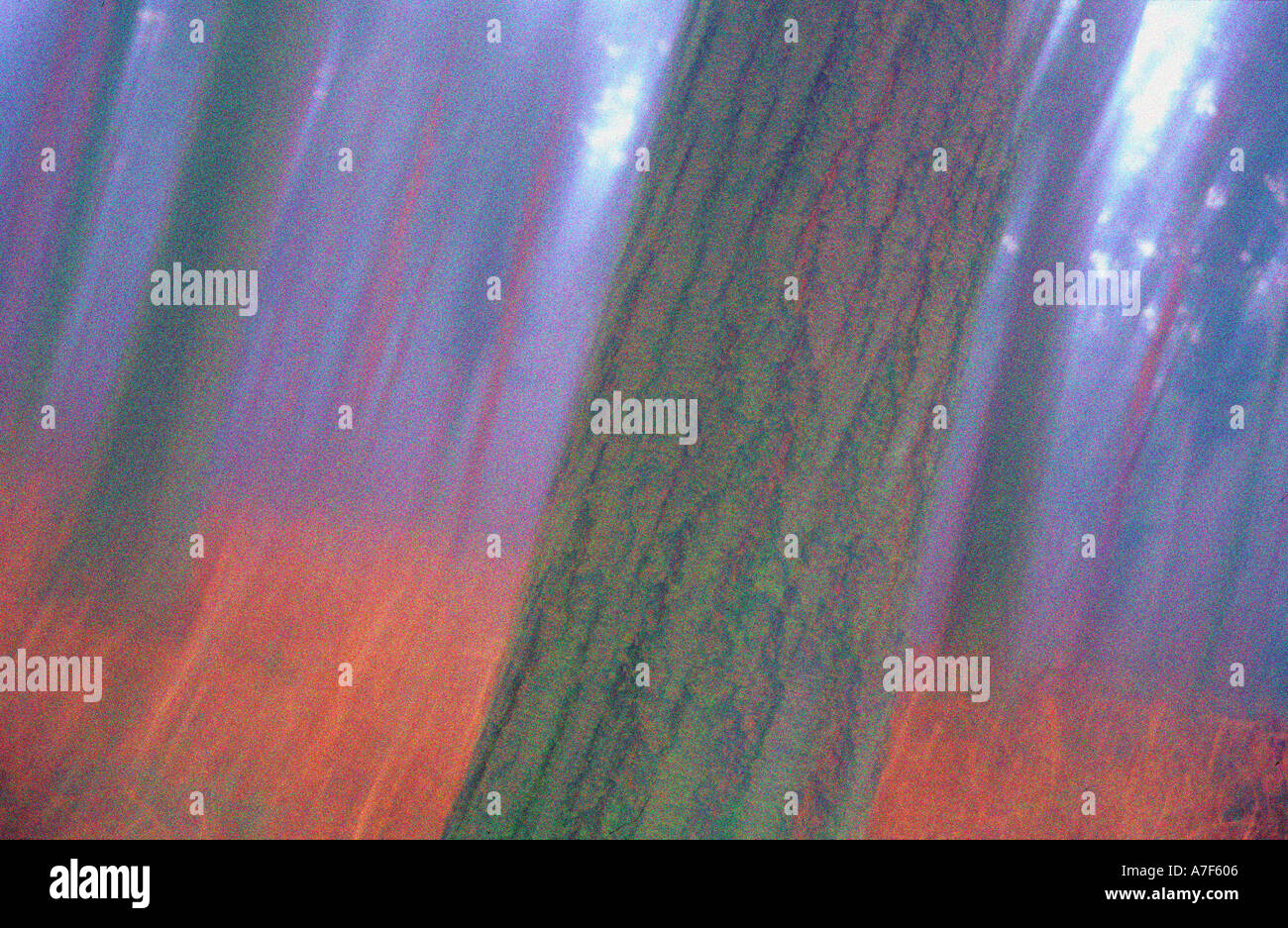 Misty pine forest Thetford East Anglia England UK Stock Photo - Alamy