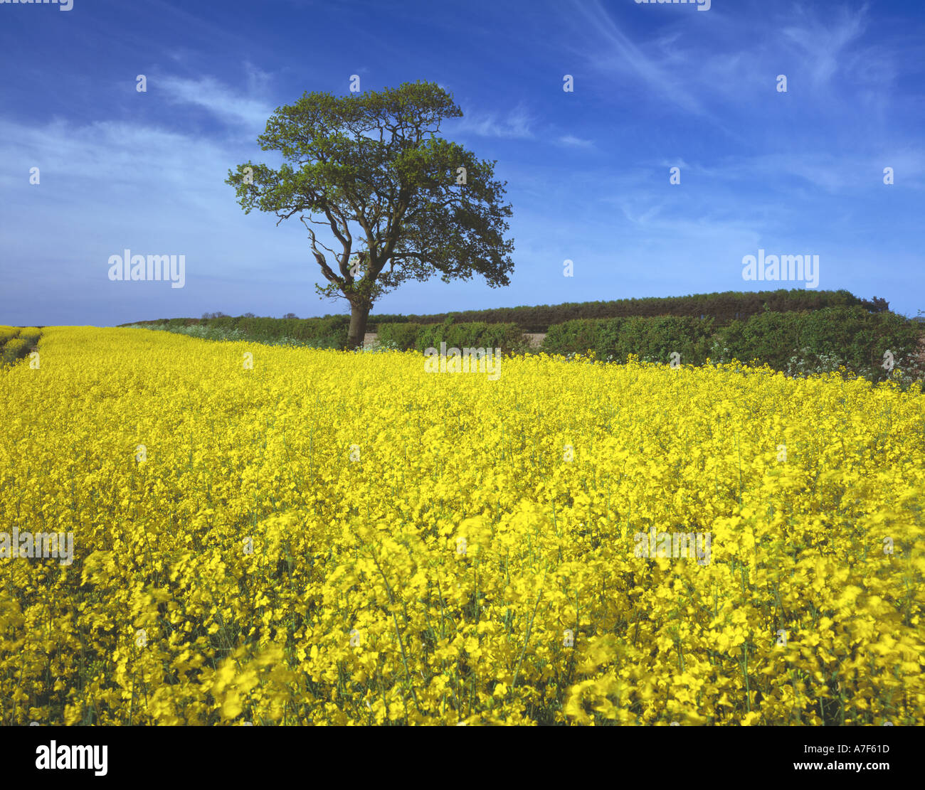 Oil seed rape field near Docking in Norfolk England UK Stock Photo - Alamy