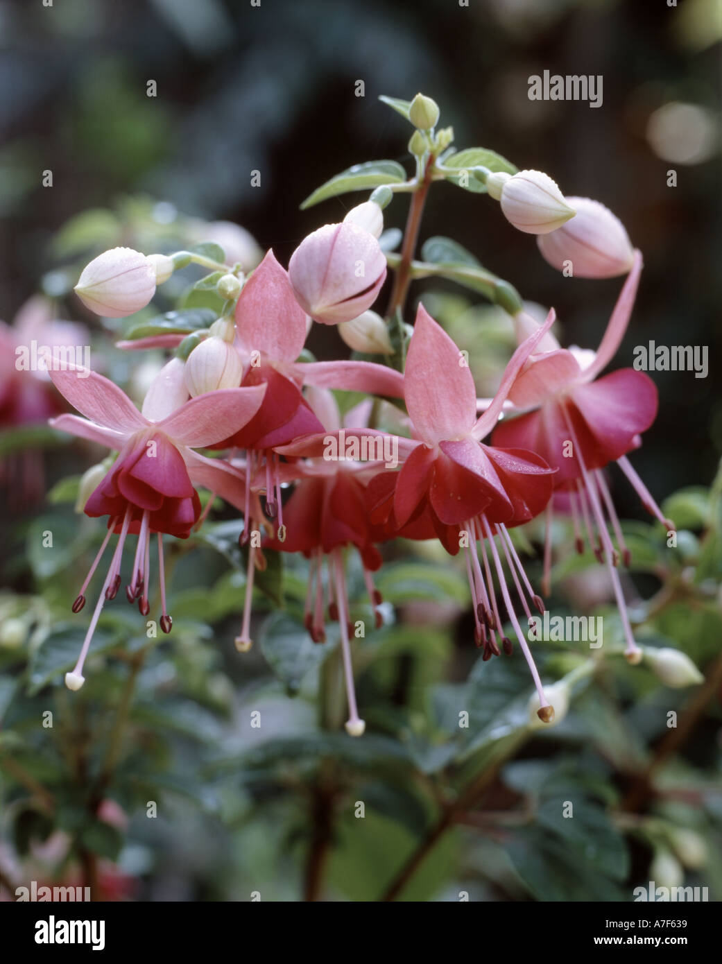Fuchsia flower heads hi-res stock photography and images - Alamy