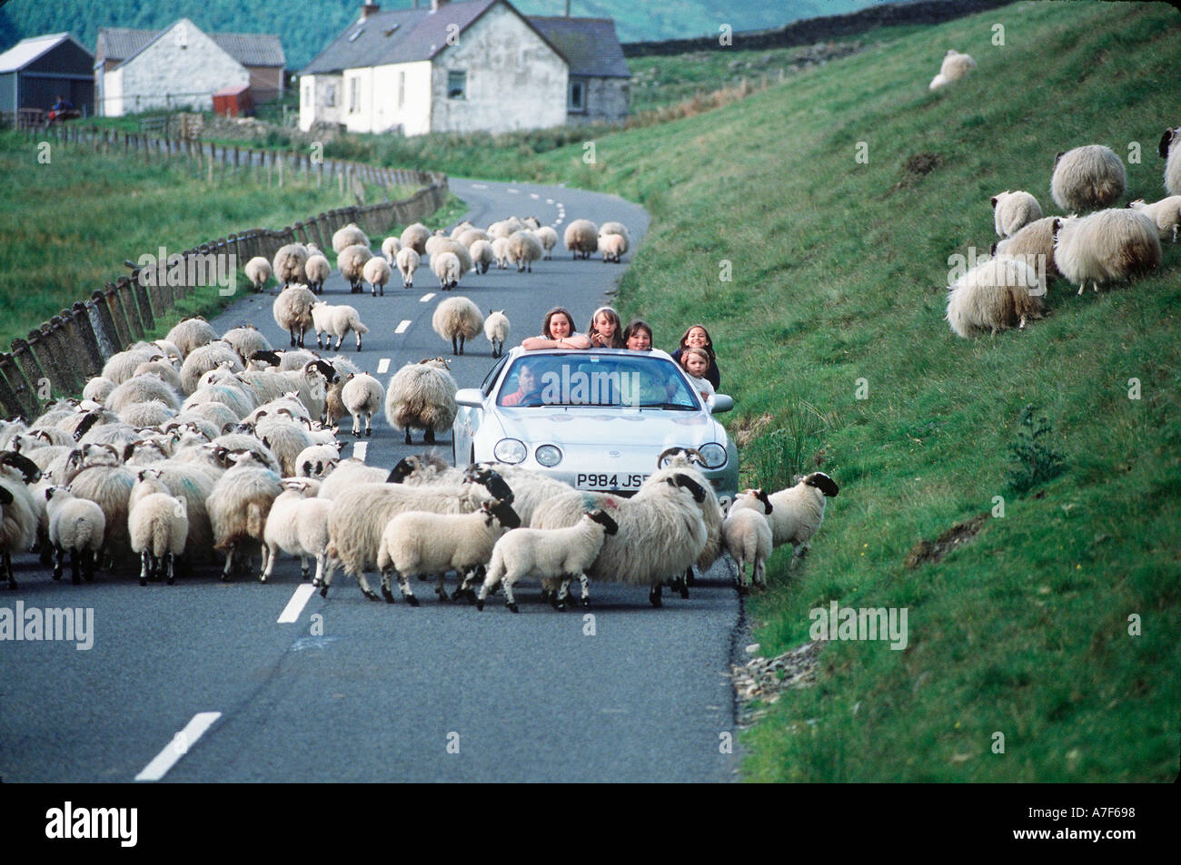 sheep crossing road in central Scotland. Rush hour traffic. Humor Stock Photo - Alamy