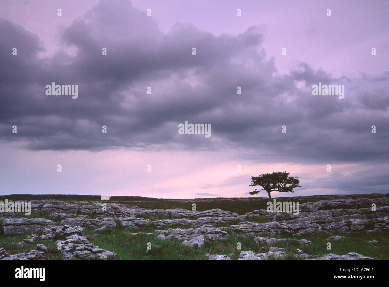 Lone tree on limestone pavement Orton Scar Cumbria England Stock Photo ...