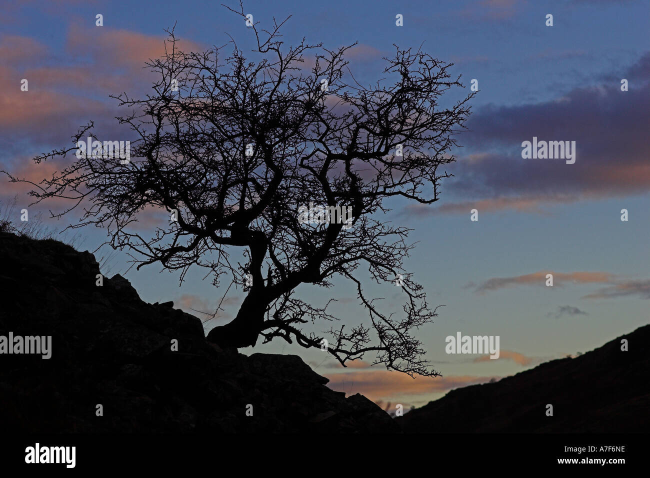 Hawthorn tree silhouette hi-res stock photography and images - Alamy