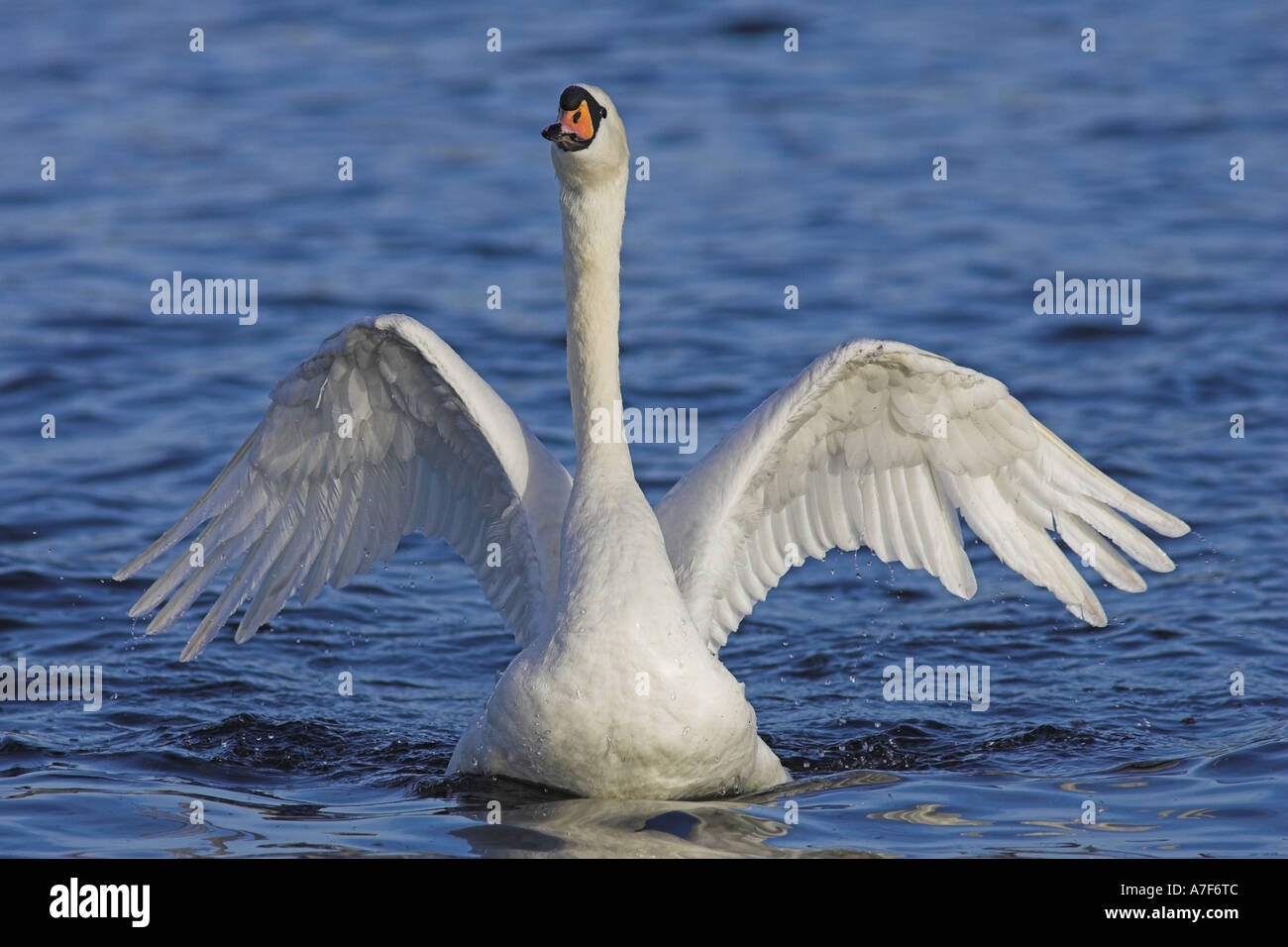 Swan facing hi-res stock photography and images - Alamy