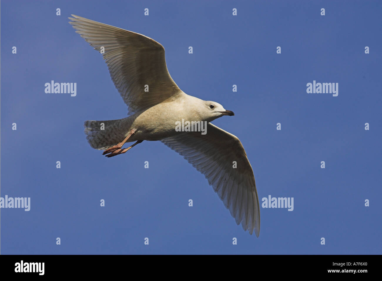 Co donegal bird hi-res stock photography and images - Alamy