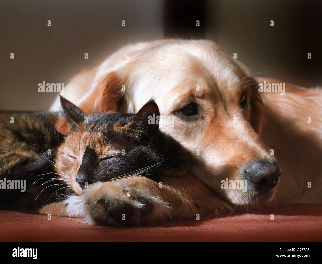 Best friend cat hi-res stock photography and images - Alamy