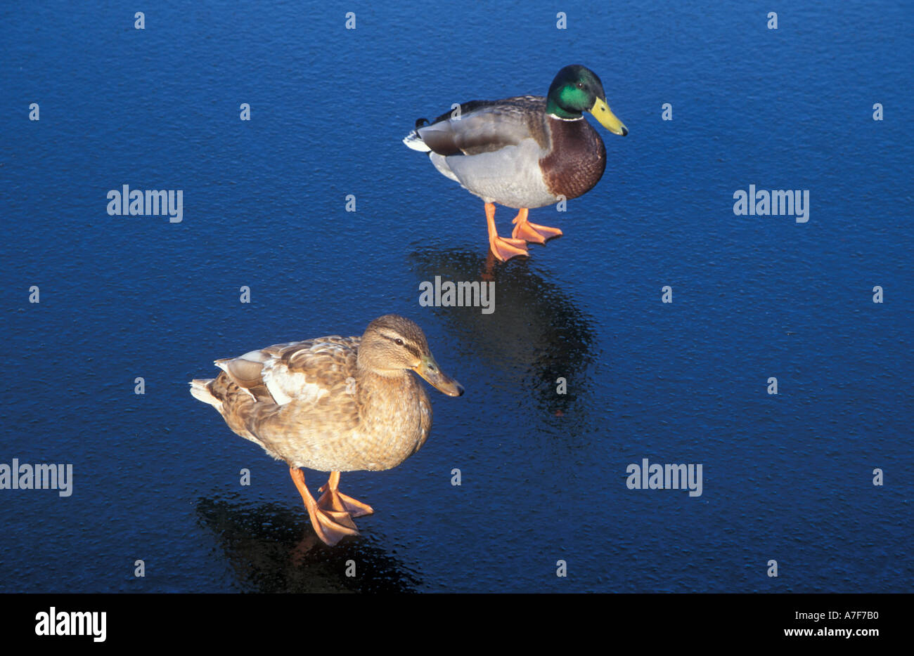 mallard ducks on ice Stock Photo - Alamy