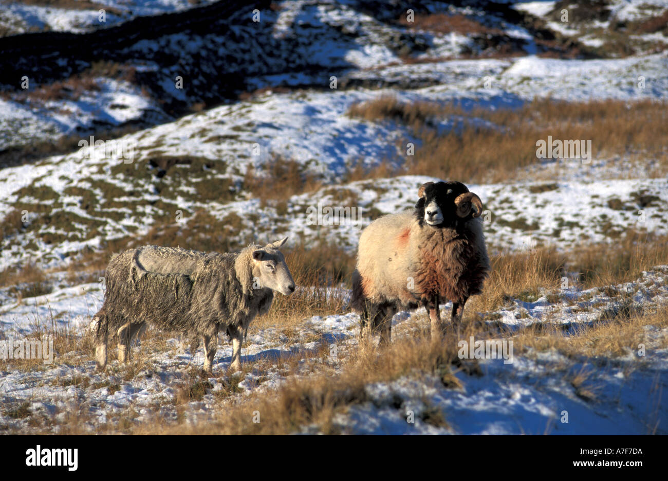 Swaledale ram in the yorkshire dales hi-res stock photography and ...