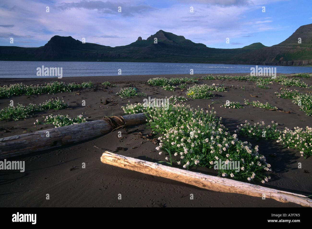 Hornbjarg iceland hi-res stock photography and images - Alamy