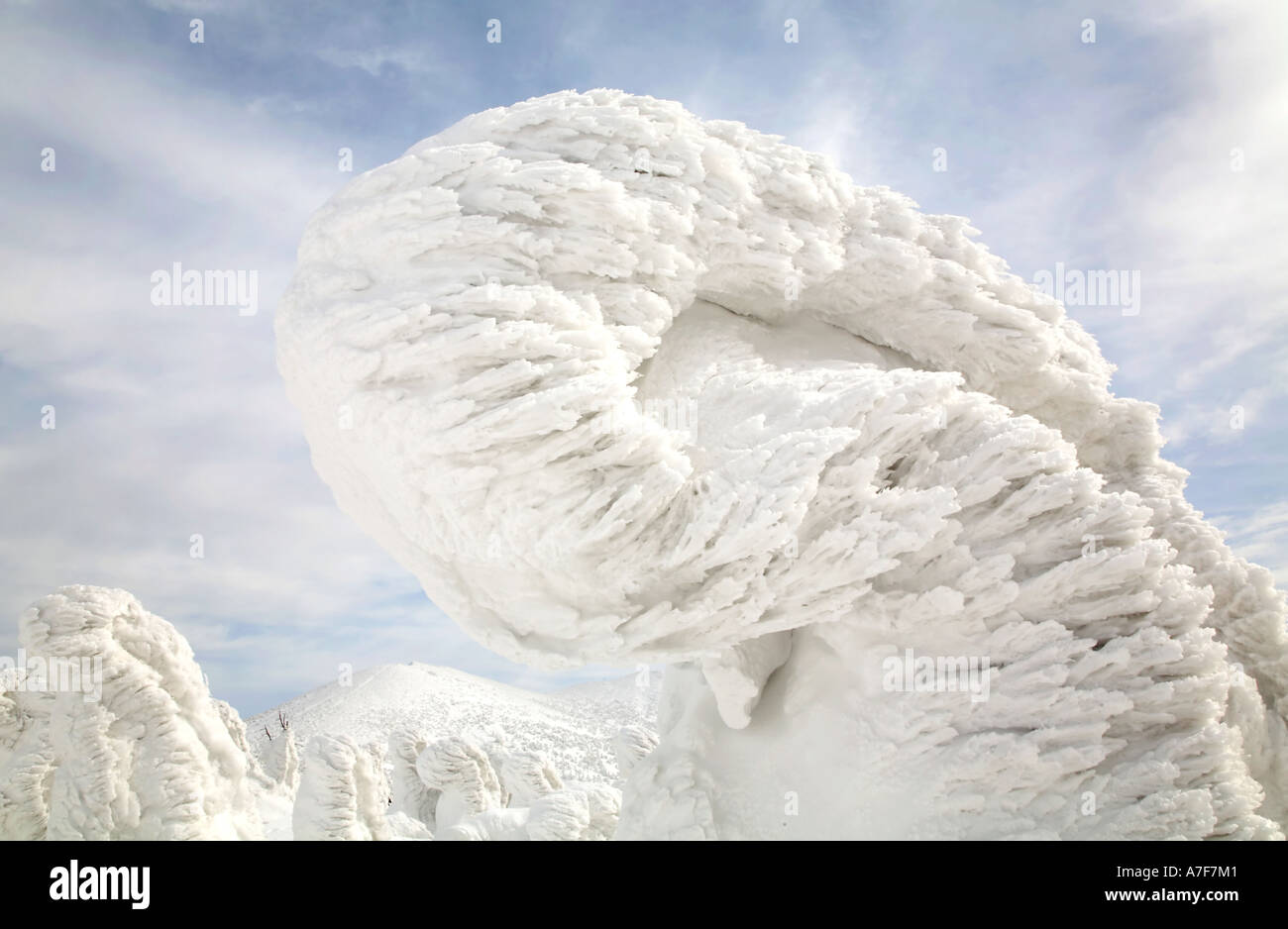 Snow Monsters - Trees with snow frozen on to them in winter Mount ...