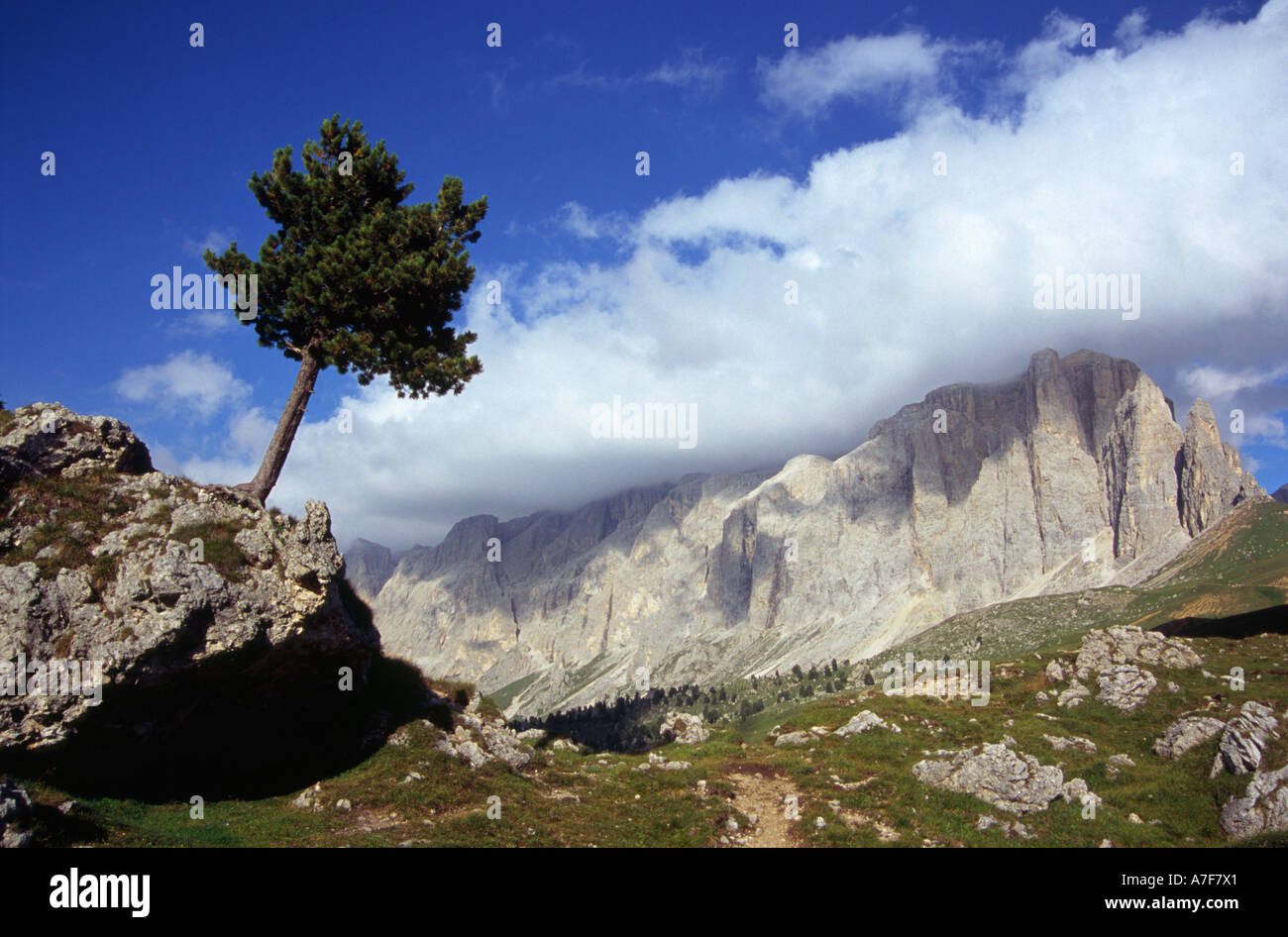 Pine tree on limestone boulder Passo Sella Dolomites Italy Stock Photo ...