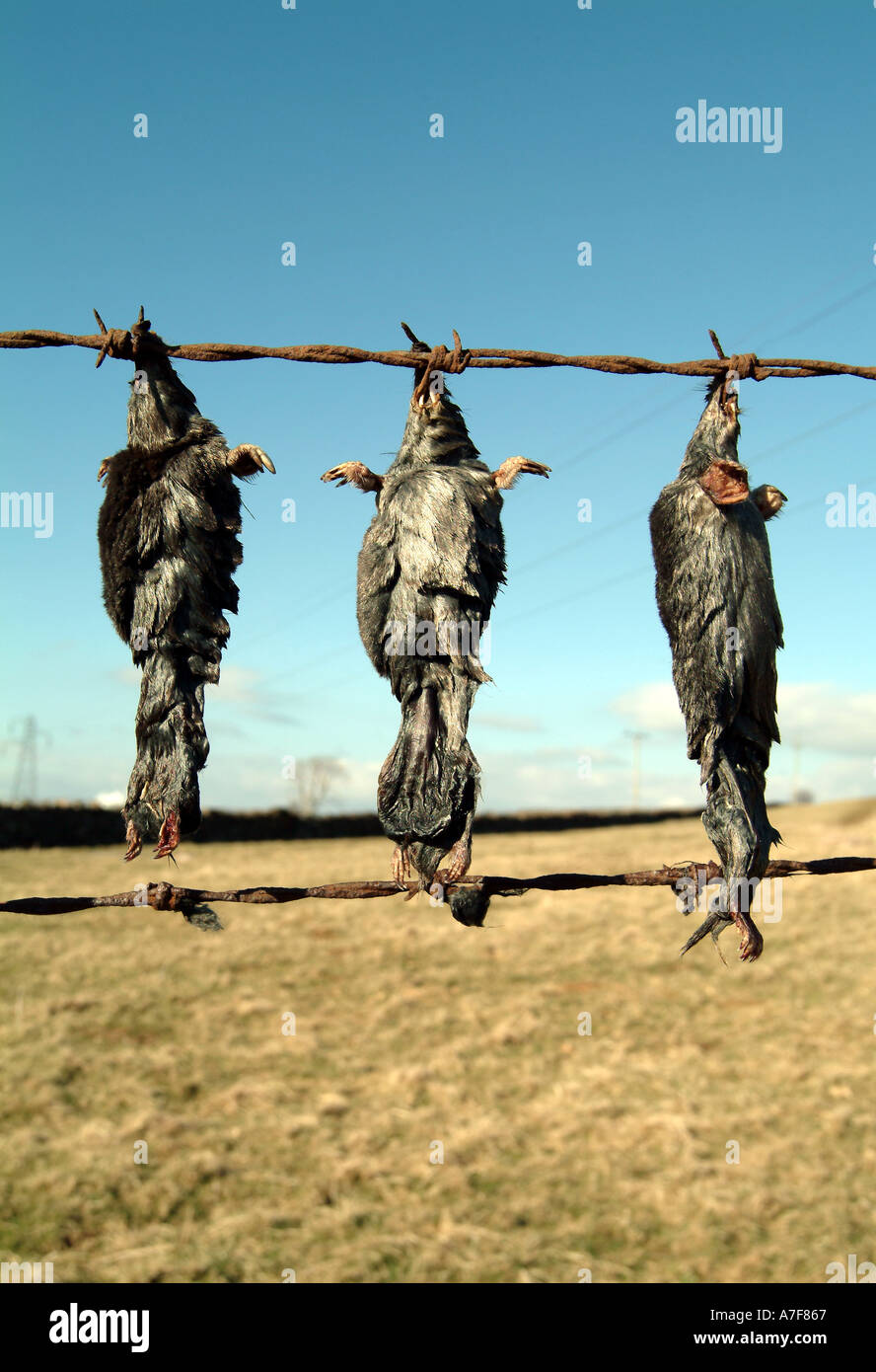 Killed mole hi-res stock photography and images - Alamy