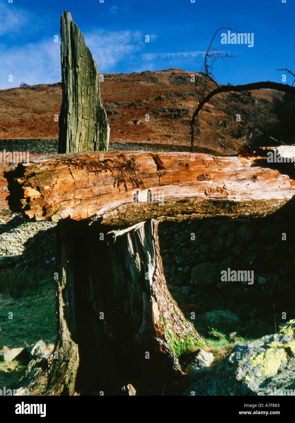 Tree at haweswater hi-res stock photography and images - Alamy