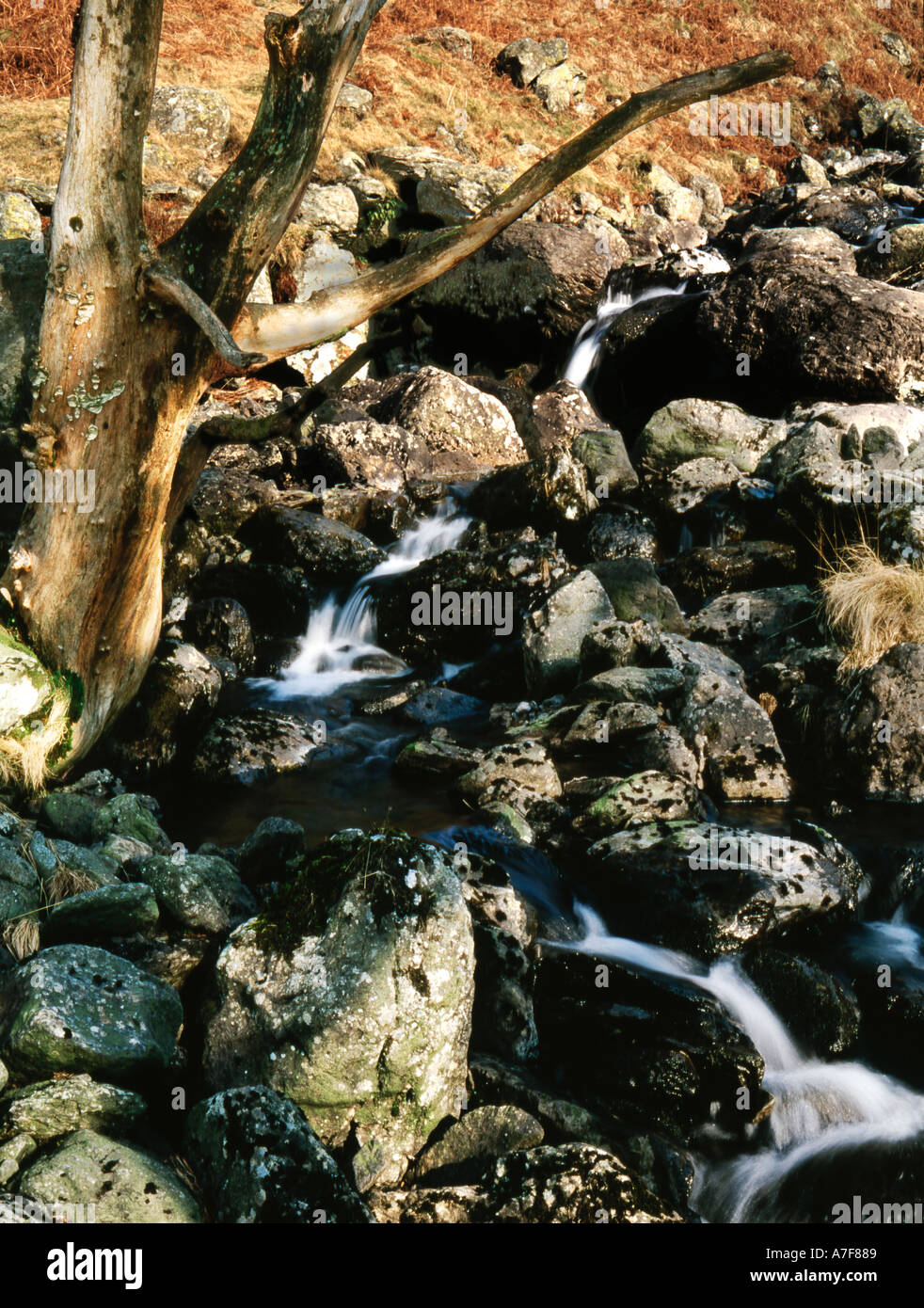 Tree at haweswater hi-res stock photography and images - Alamy