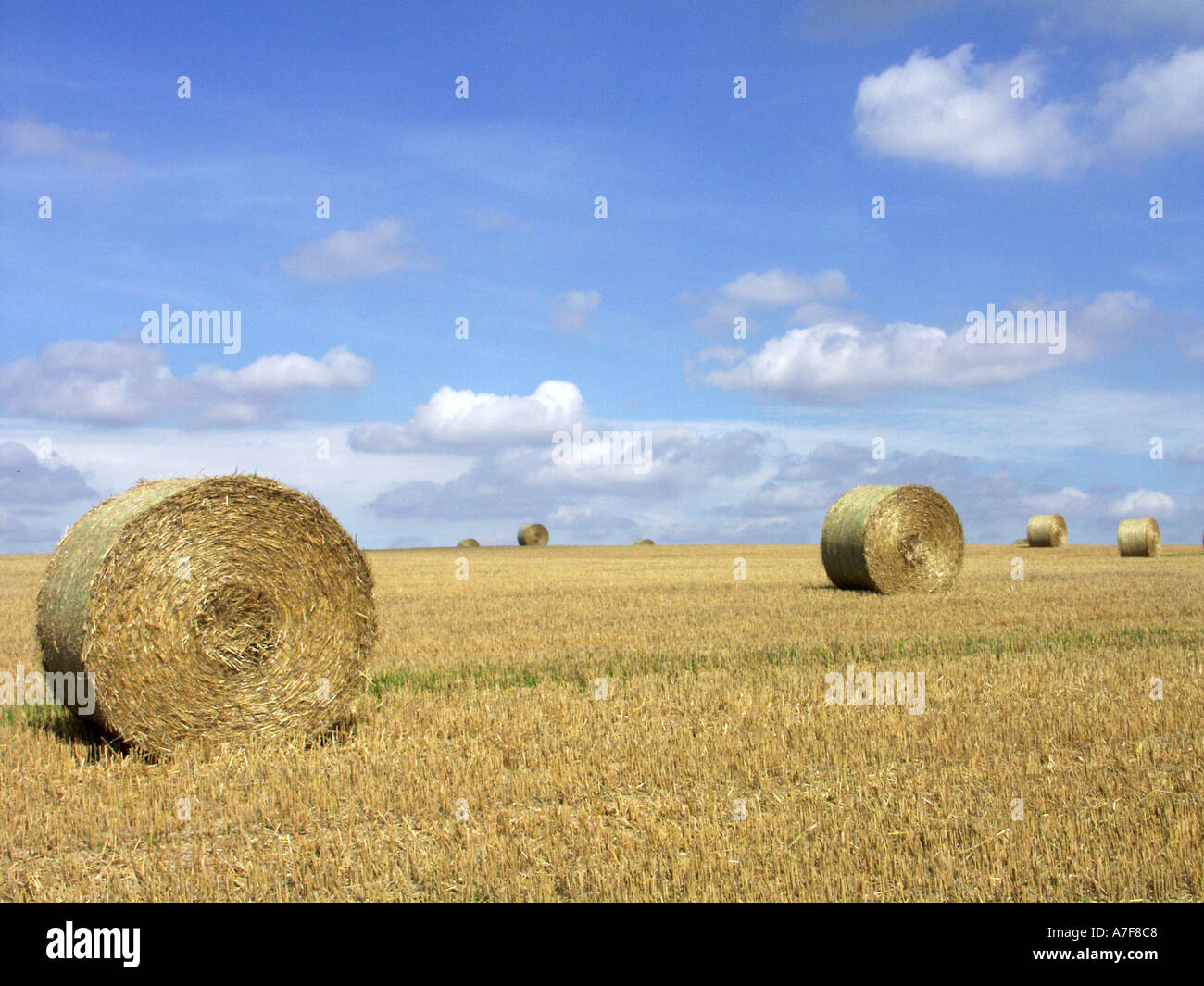 Harvest time agriculture landscape round straw bales in field of ...