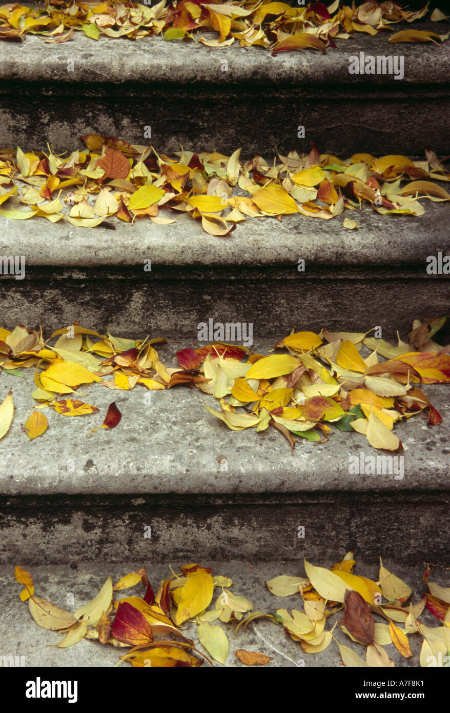 Autumn leaves on steps Temple London Stock Photo - Alamy